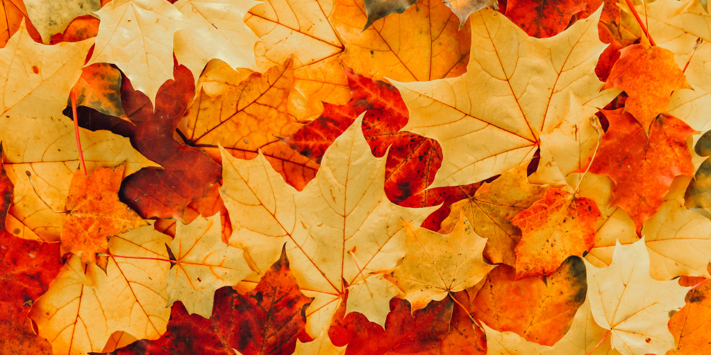 Autumn - Finding North